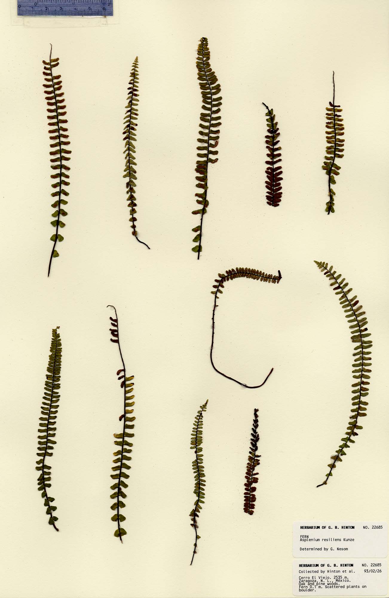 Herbario Virtual de Conabio