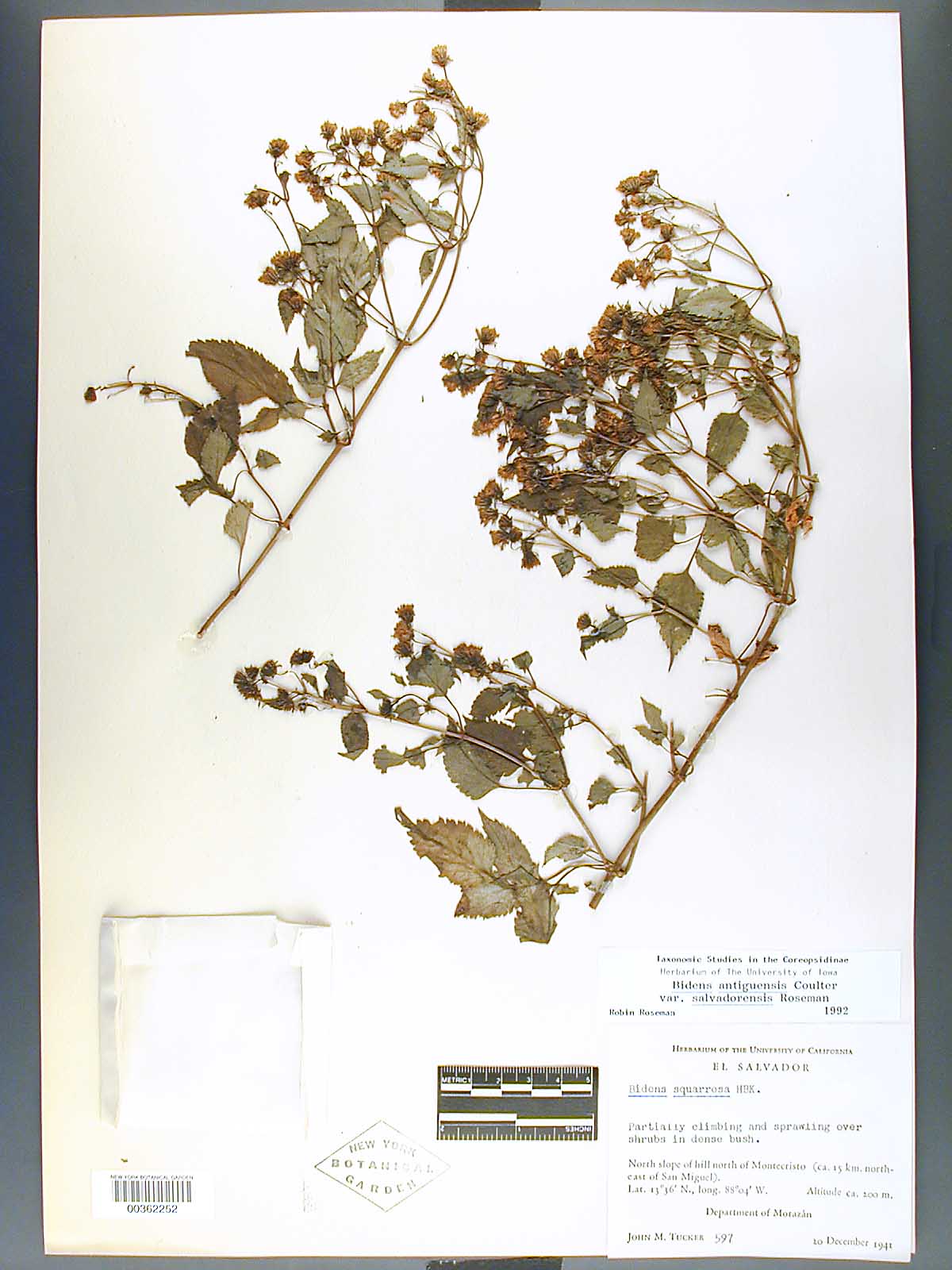 Herbario Virtual de Conabio